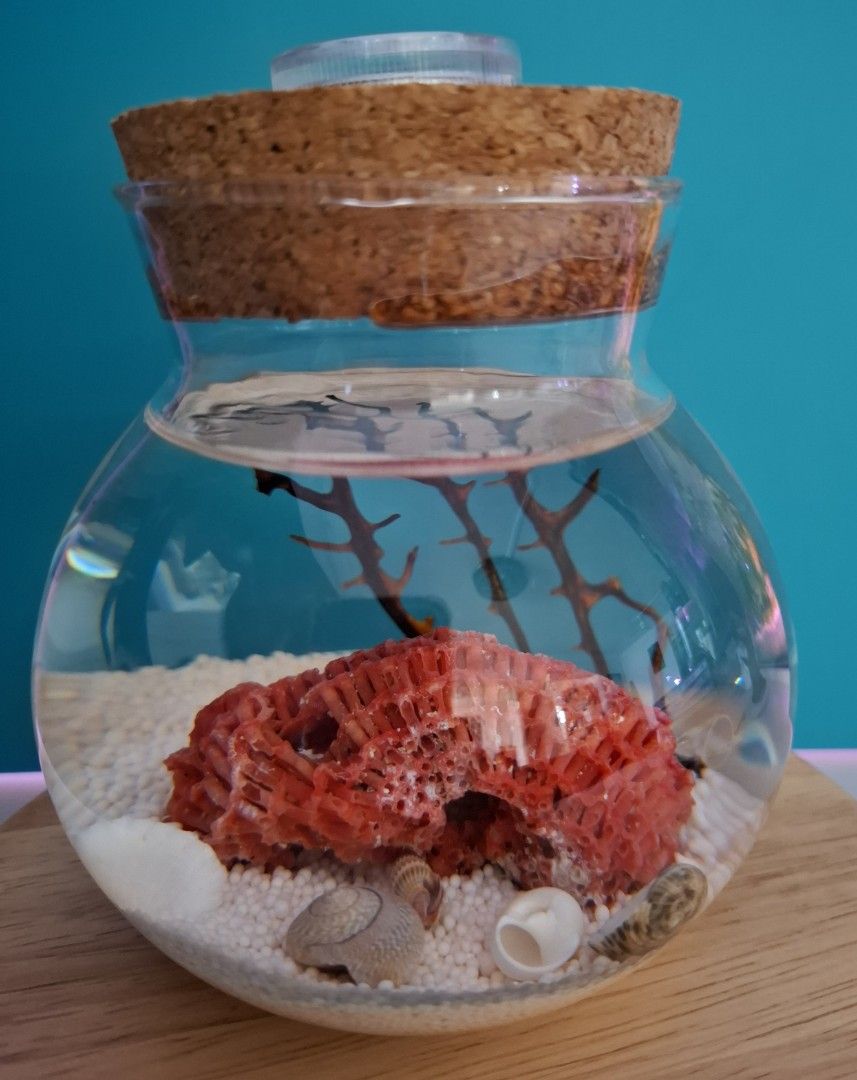 Opae Ula Eco Home setup, Pet Supplies, Homes & Other Pet Accessories on Carousell