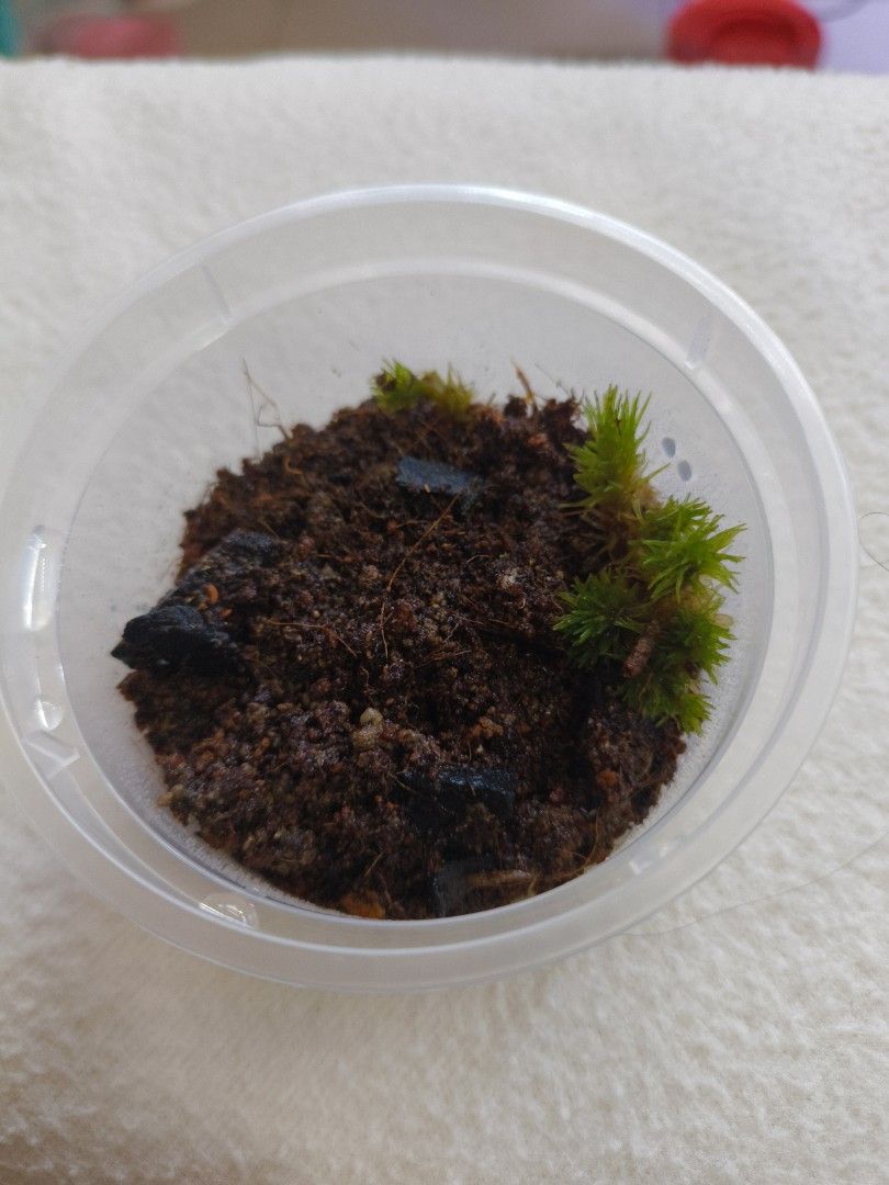 [uncommon] Orange gummy springtail culture with random small patches of ...