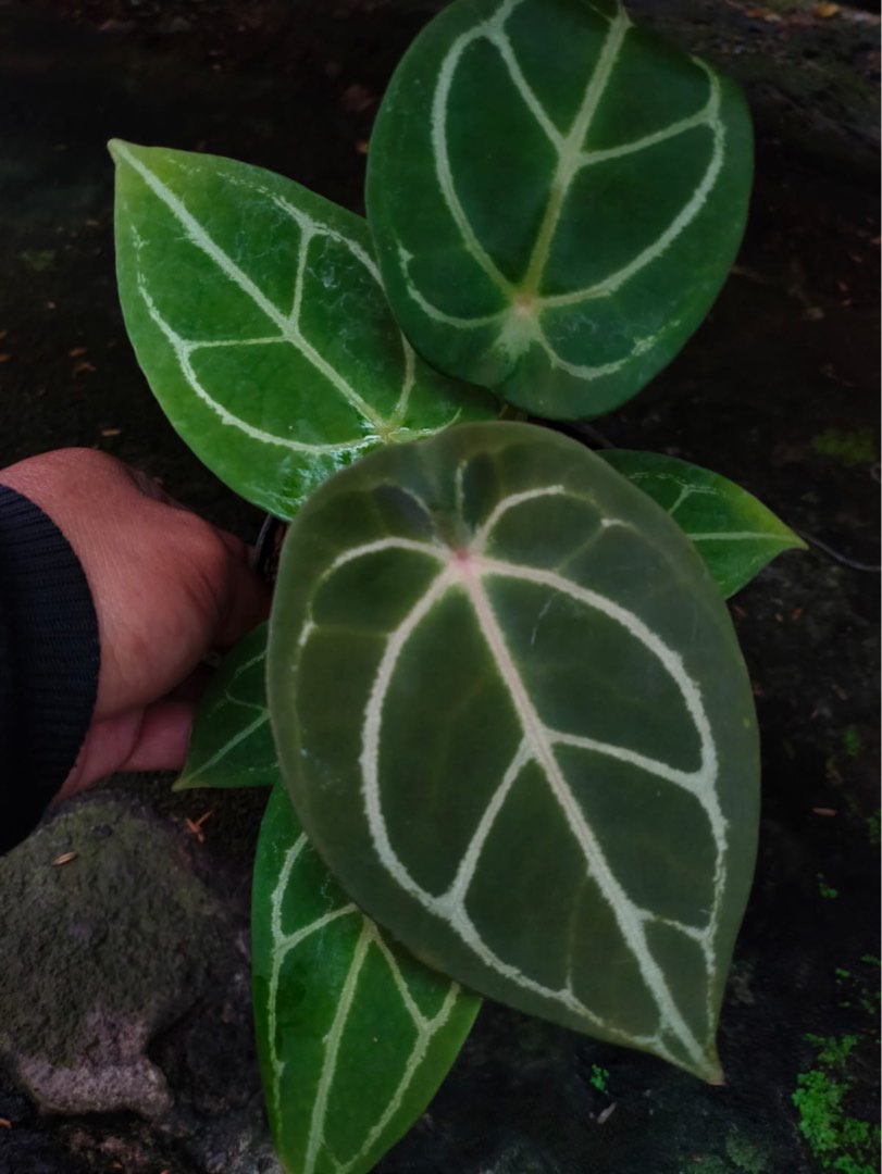 Anthurium Red Spider x Forgetii, Furniture & Home Living, Gardening ...