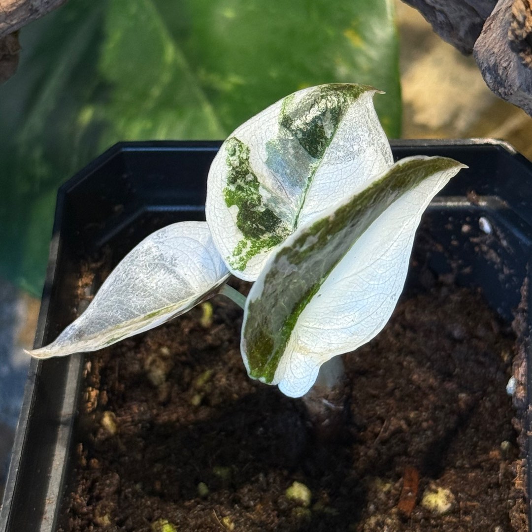 Alocasia Cuprea albo pink variegated, Furniture & Home Living ...