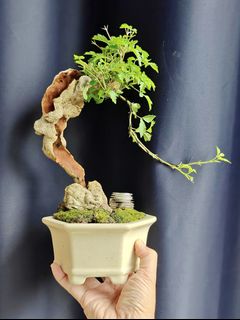 Jia Bonsai 家盆栽’s Profile Page on Carousell | All of Jia Bonsai 家盆栽’s ...