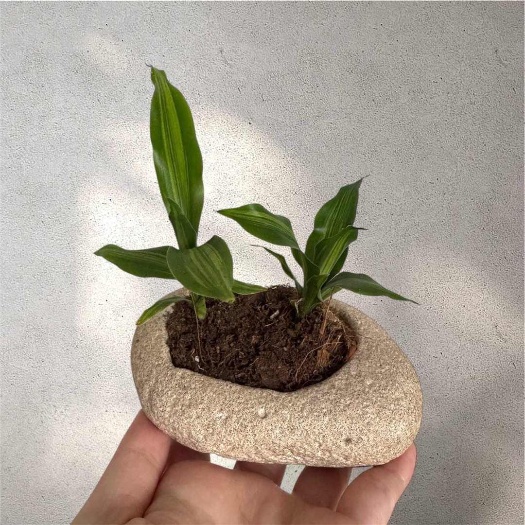 Nippon lily or Japanese sacred lily, planted in a stone pot. Plant 🌱 ...