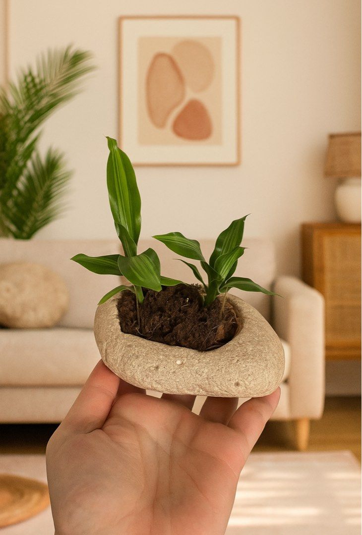Nippon lily or Japanese sacred lily, planted in a stone pot. Plant 🌱 ...