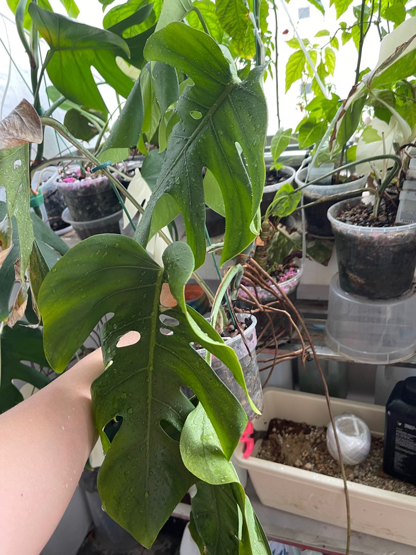 Monstera albo reverted, Furniture & Home Living, Gardening, Plants ...
