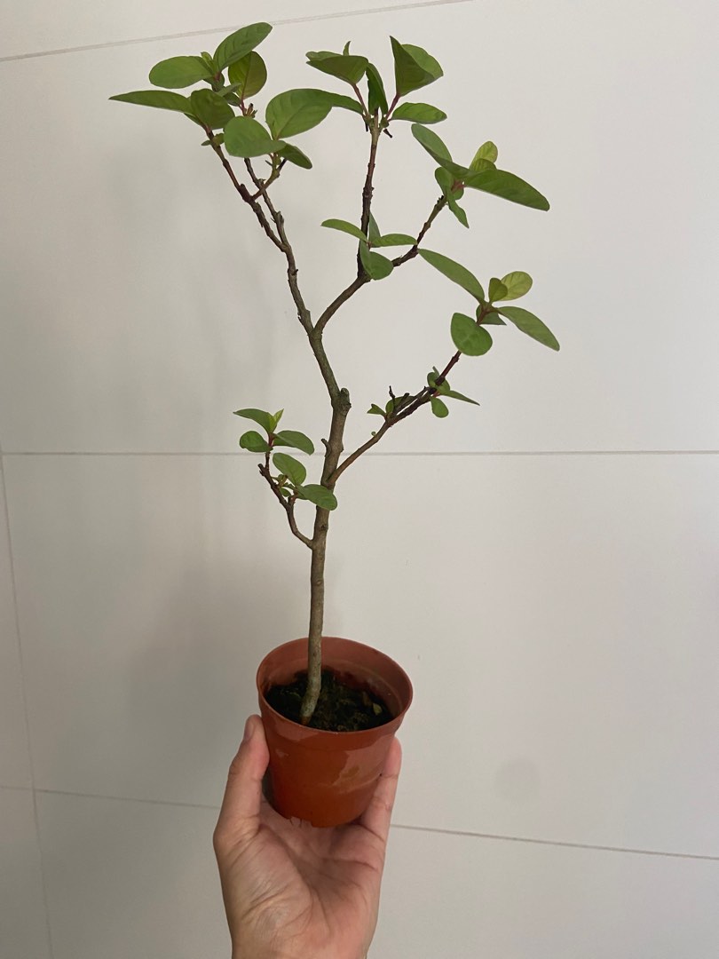 Guava bonsai plant, Furniture & Home Living, Gardening, Plants & Seeds ...