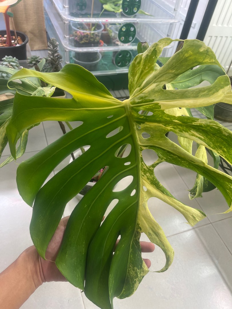Monstera Masterpiece, Furniture & Home Living, Gardening, Plants ...