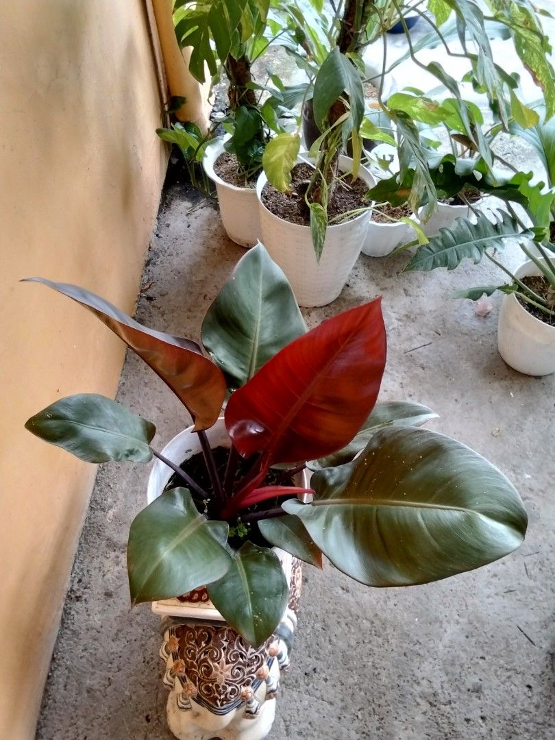 Black Cardinal Philodendron, Furniture & Home Living, Gardening, Plants ...