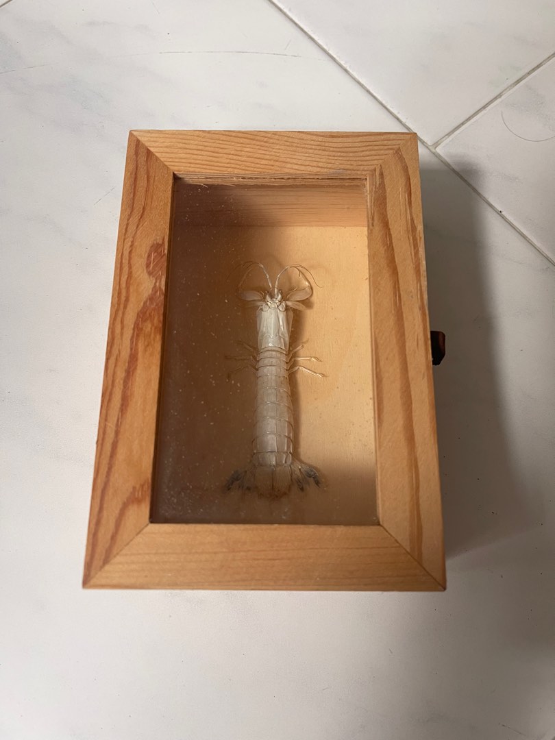 Mantis shrimp taxidermy frame real specimen display decor, Furniture ...