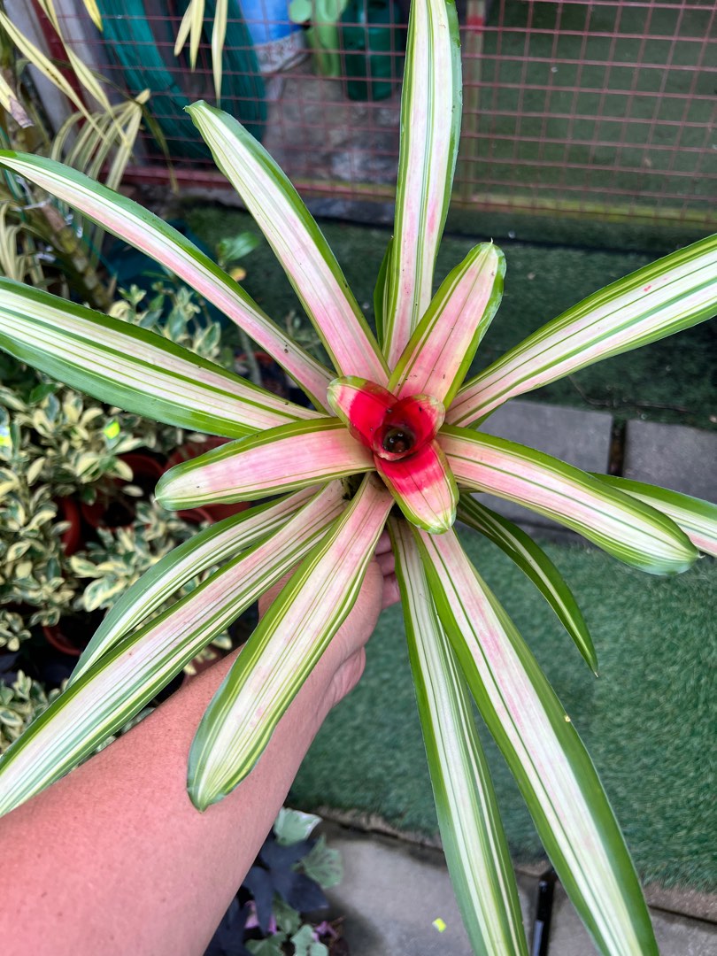 Variegated Neoregelia, Furniture & Home Living, Gardening, Plants ...