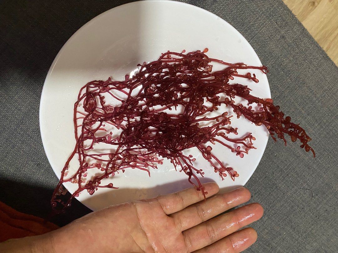 Red Grape Macroalgae Saltwater Plant, Everything Else, Others on Carousell
