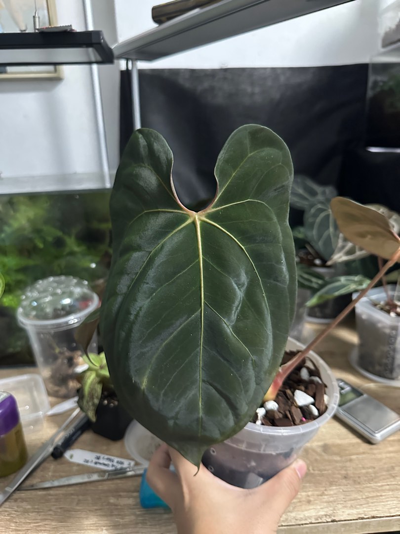 Anthurium Papi Lago Gatun x Papi Darkest Panama, Furniture & Home Living, Gardening, Plants ...