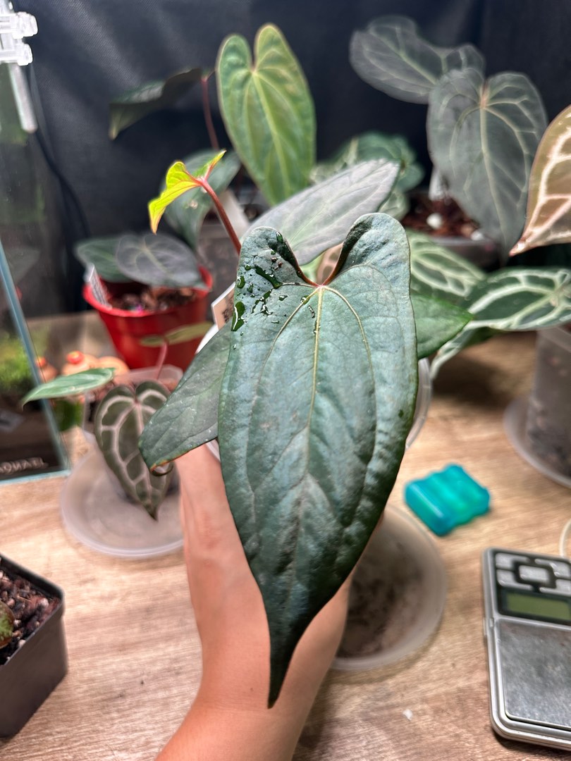 Anthurium Portillae x RVDP (dark blueish black look on leaf, emergent ...