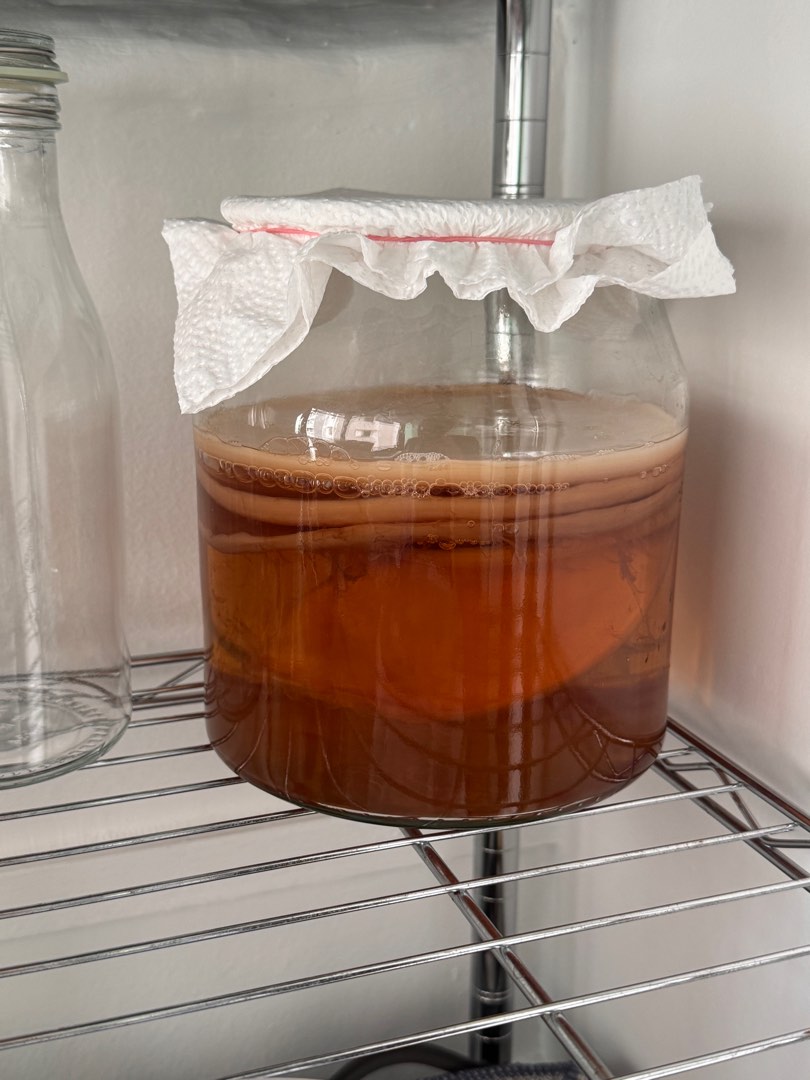 Kombucha Scoby & Tea, Food & Drinks, Other Food & Drinks on Carousell
