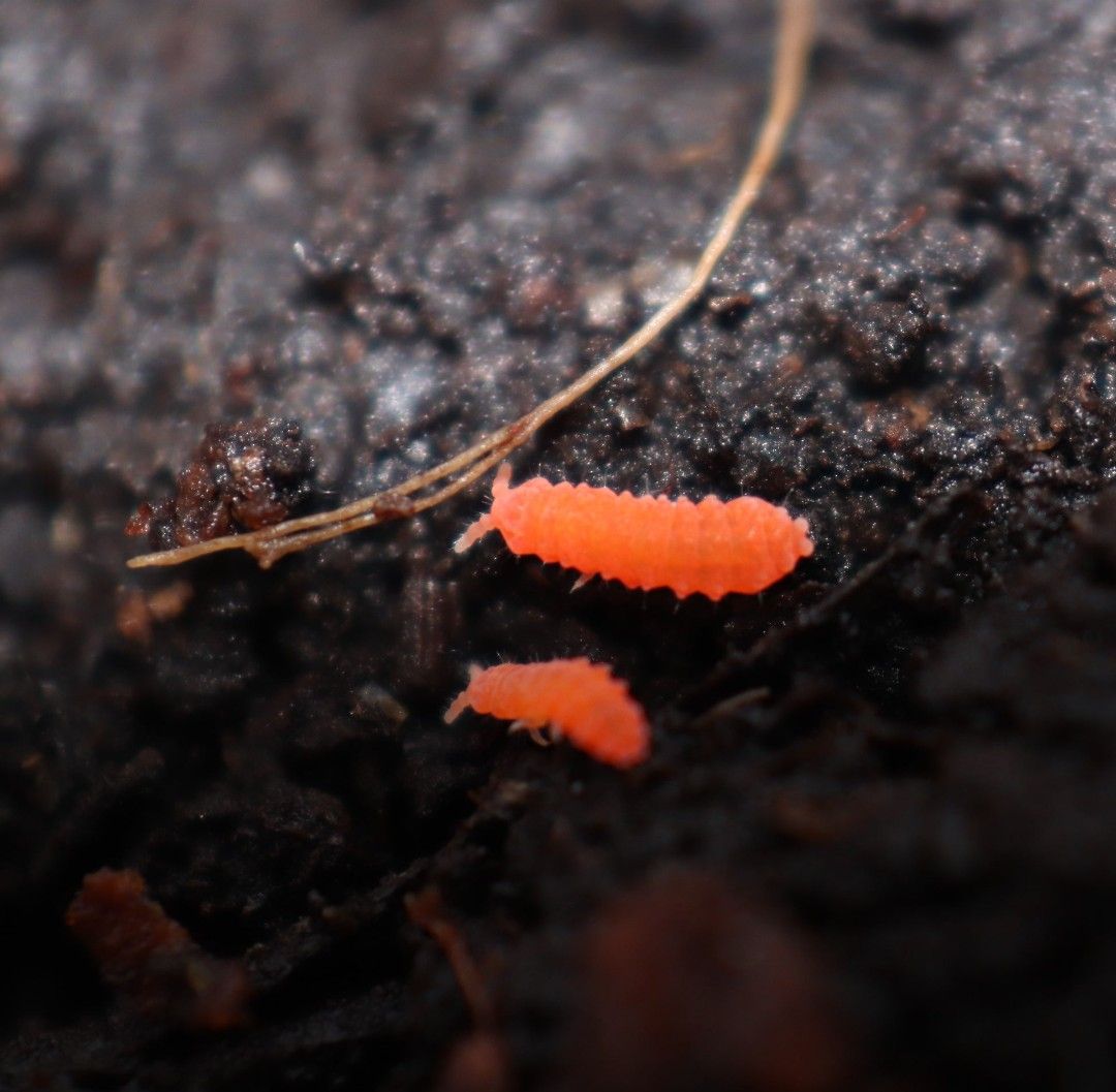 [uncommon] Orange gummy springtail culture with random small patches of ...