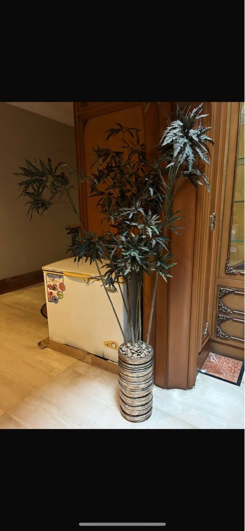 Pohon besar 2 mtr Rp 700.000, Perabotan Rumah di Carousell