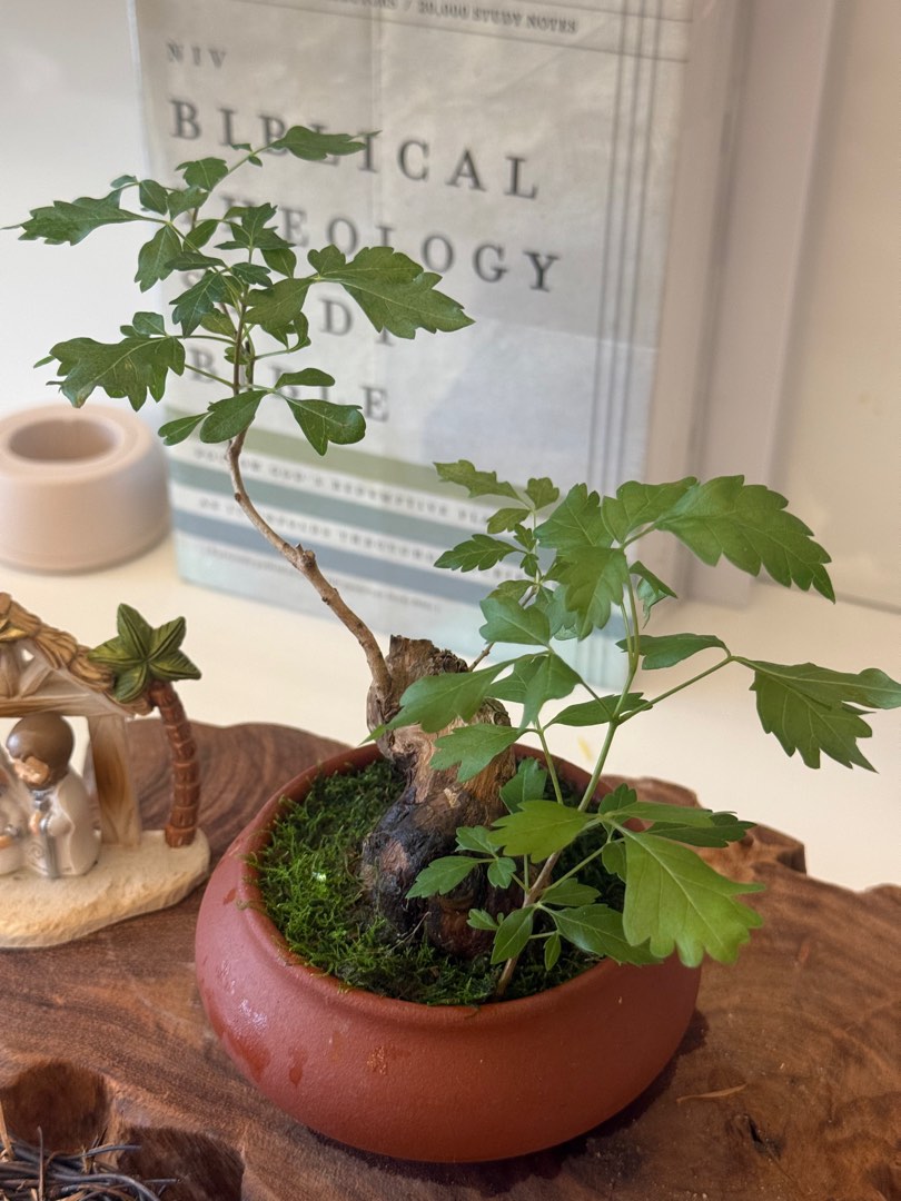 Beautiful Mak Maple Bonsai!, Furniture & Home Living, Gardening, Plants & Seeds on Carousell