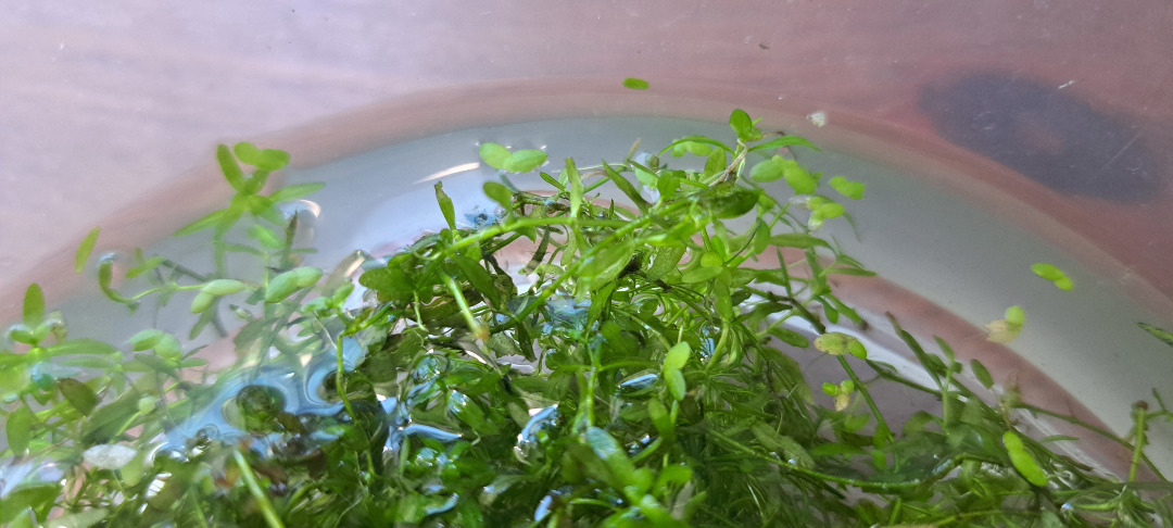 Pearlweed/ Hemianthus micranthemoides for Aquariums, Pet Supplies ...