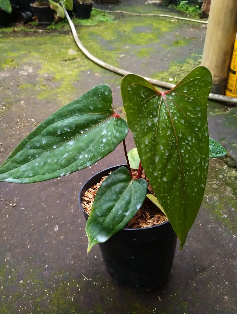Anthurium Red Portillae, Furniture & Home Living, Gardening, Plants ...