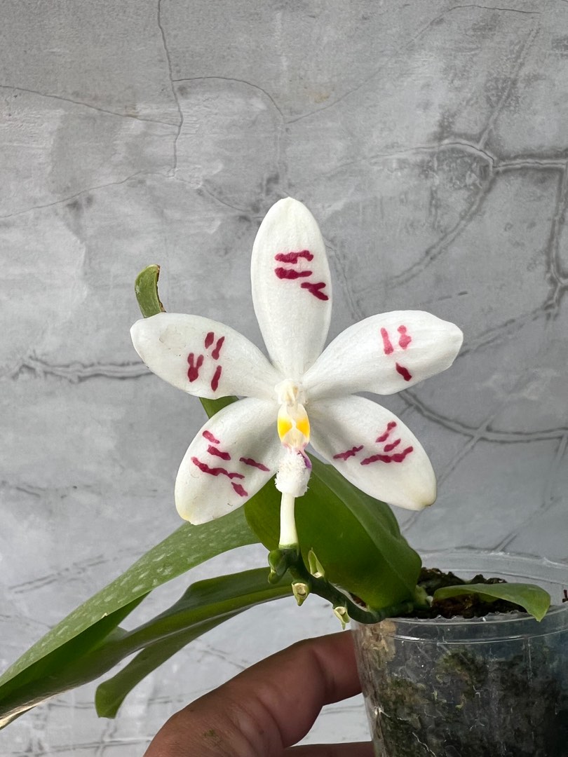 Phal tetraspis, Furniture & Home Living, Gardening, Plants & Seeds on ...