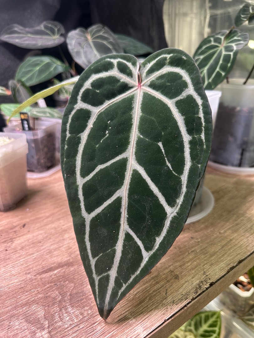 Anthurium Docblock Zara x Michelle, Furniture & Home Living, Gardening ...