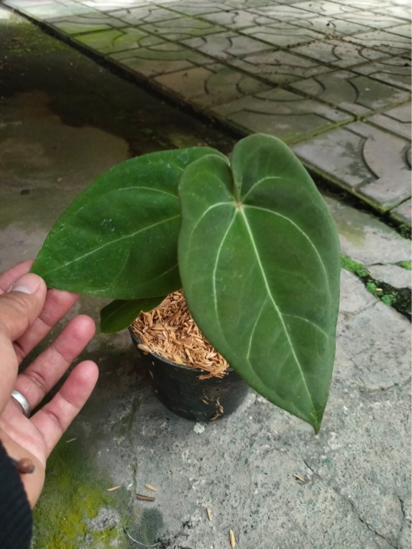 Anthurium Red Spider, Furniture & Home Living, Gardening, Plants & Seeds on Carousell