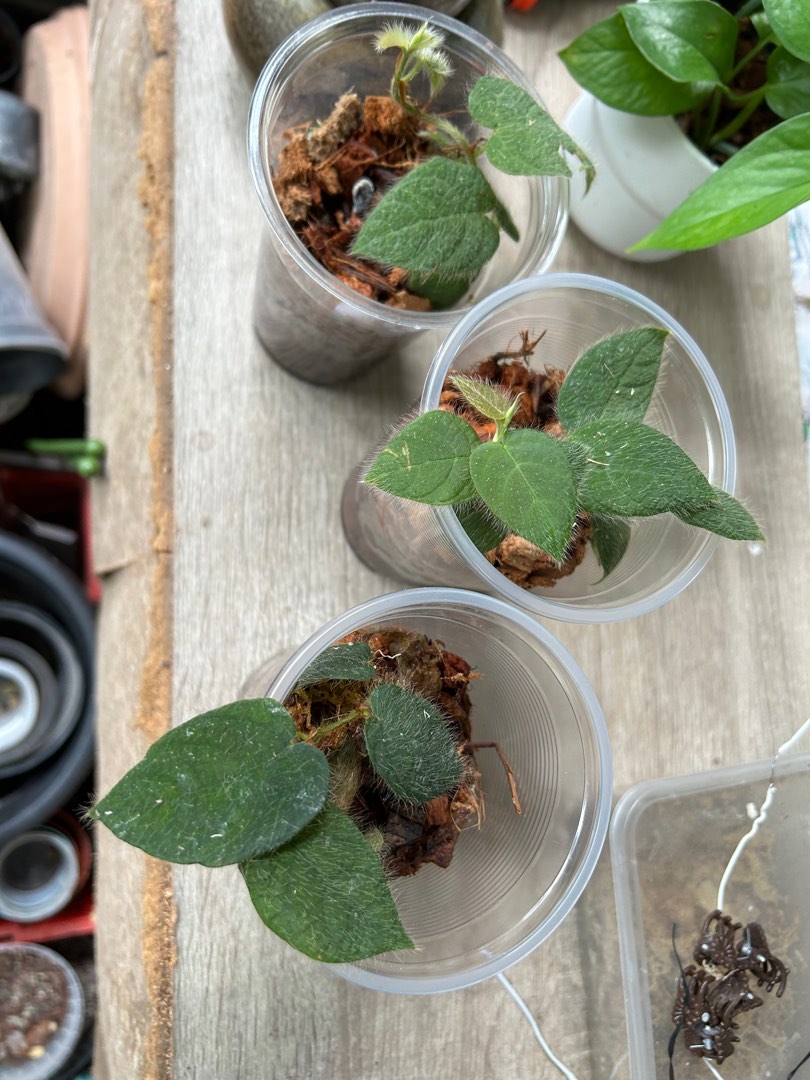 Ficus villosa, Furniture & Home Living, Gardening, Plants & Seeds on ...