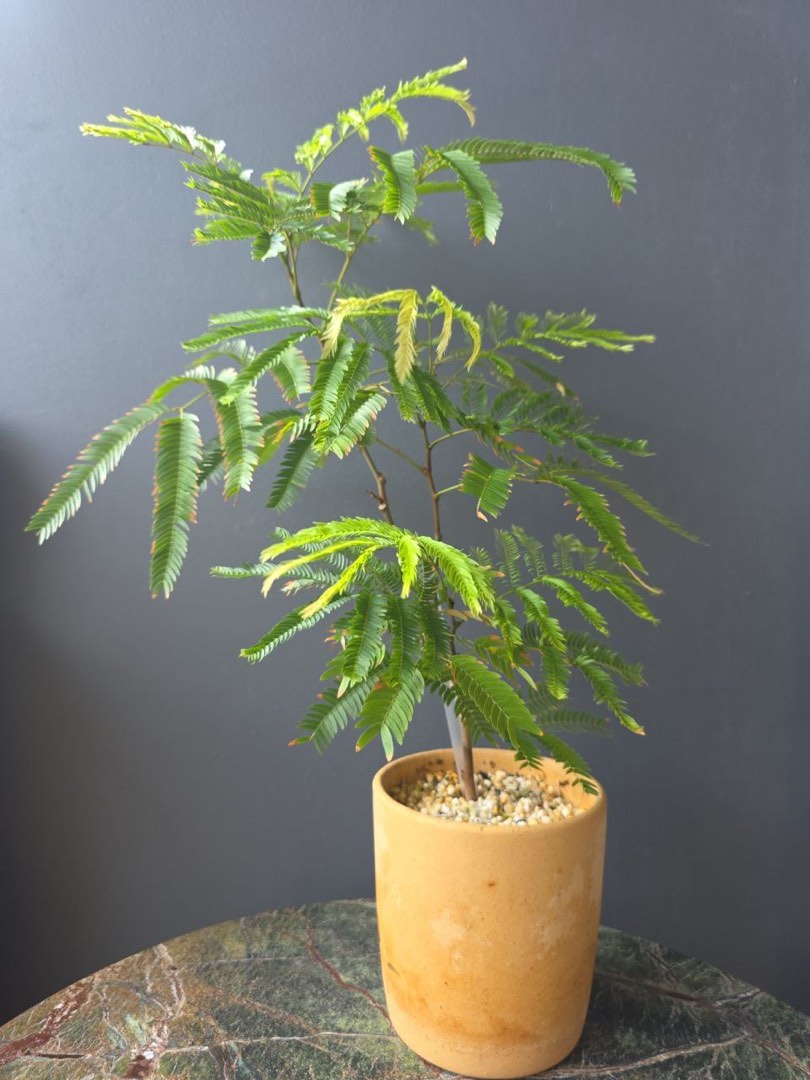 Everfresh Tree, Furniture & Home Living, Gardening, Plants & Seeds on ...
