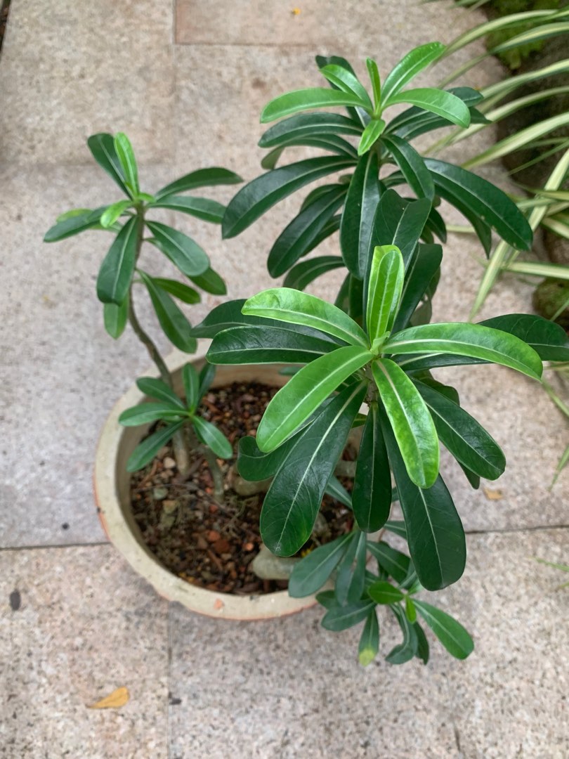 Adenium ( Fu gui hua ), Furniture & Home Living, Gardening, Plants ...
