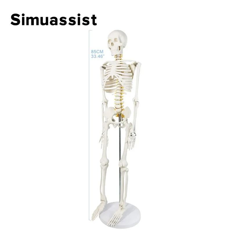 85CM Human Skeleton Model 85cm White Bone Include Nerve Root Full Body ...