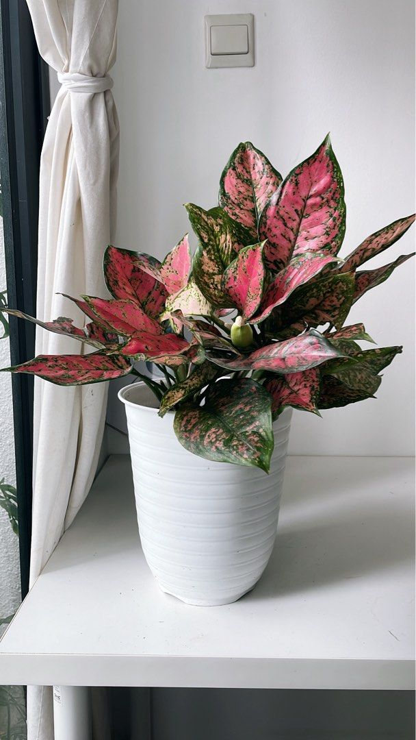 Aglaonema pink ruby Chinese evergreen Real plant, Furniture & Home Living, Gardening, Plants ...