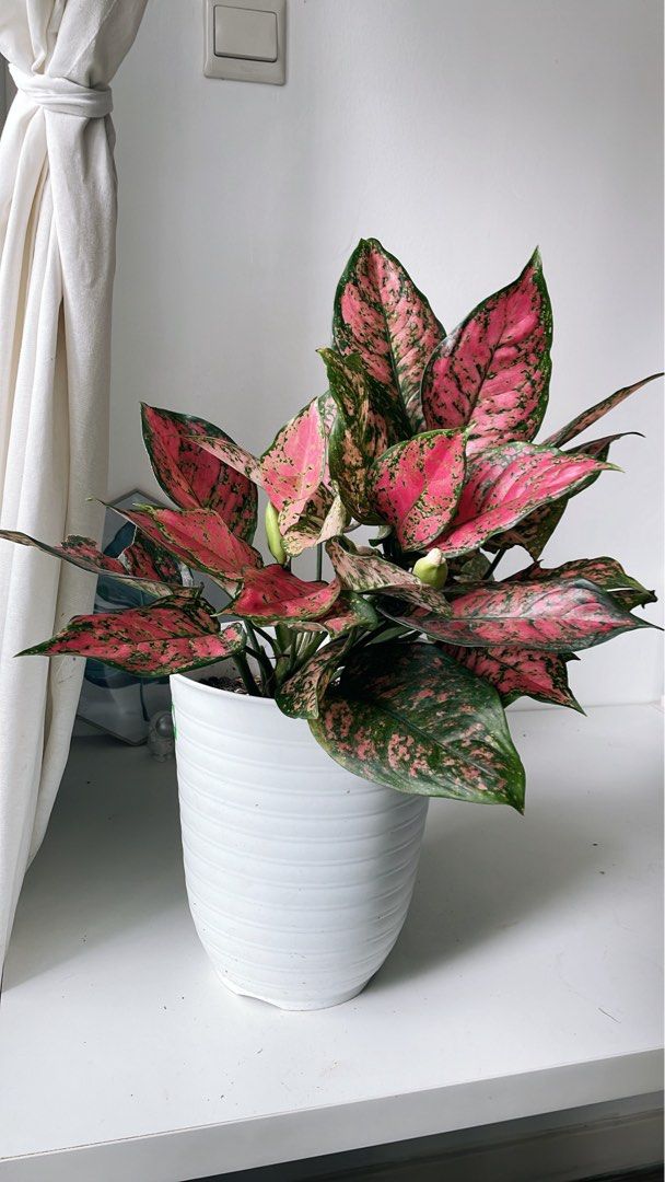 Aglaonema pink ruby Chinese evergreen Real plant, Furniture & Home ...