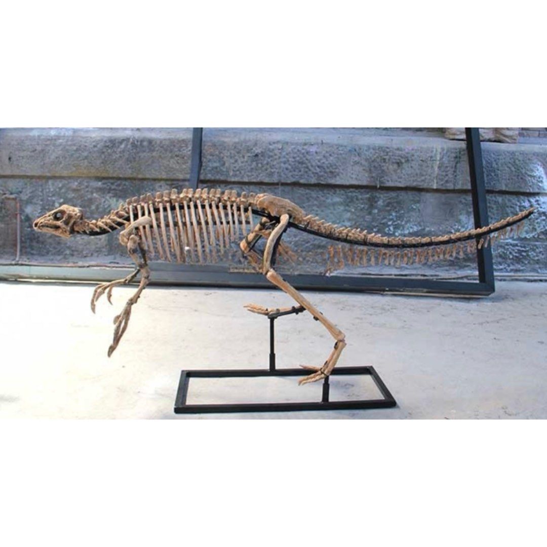 sinornithoides