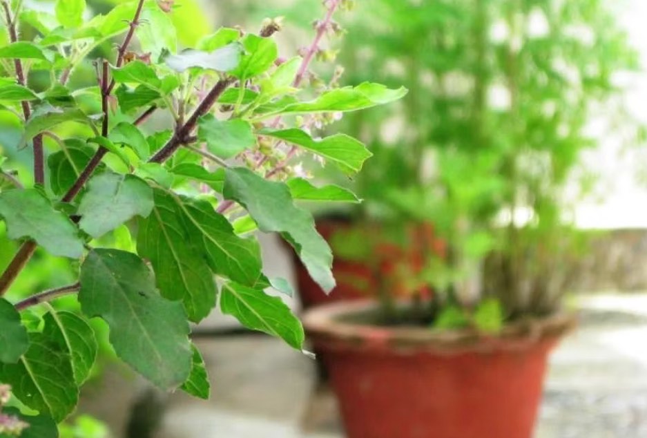 Thai Basil Seedlings with Instructions, Furniture & Home Living ...