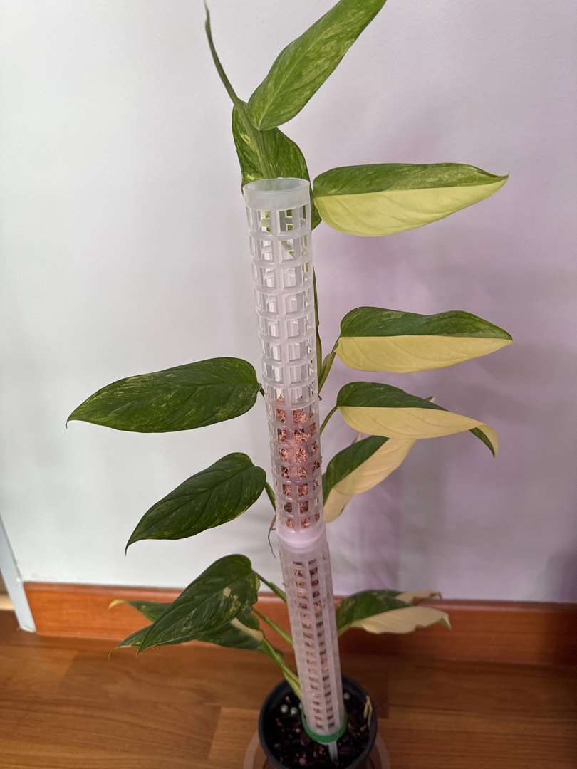 Monstera Obliqua Mayuna Variegated, Furniture & Home Living, Gardening ...