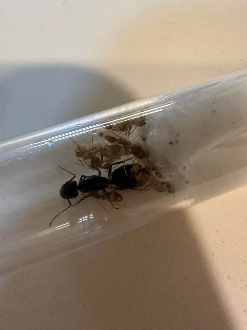 Ant Test Tube, Pet Supplies, Homes & Other Pet Accessories on Carousell