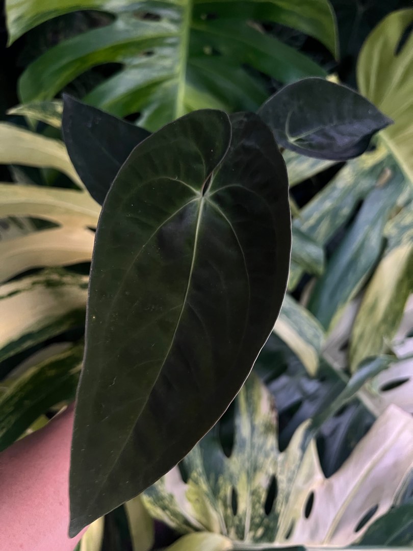 Anthurium Papillilaminum Guna Yala, Furniture & Home Living, Gardening ...