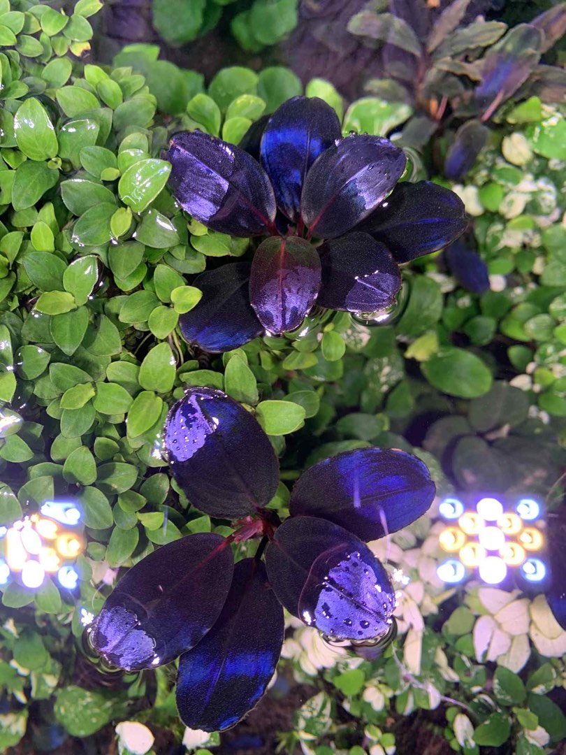 Bucephalandra MOON LIGHT aquatic plant, Furniture & Home Living ...