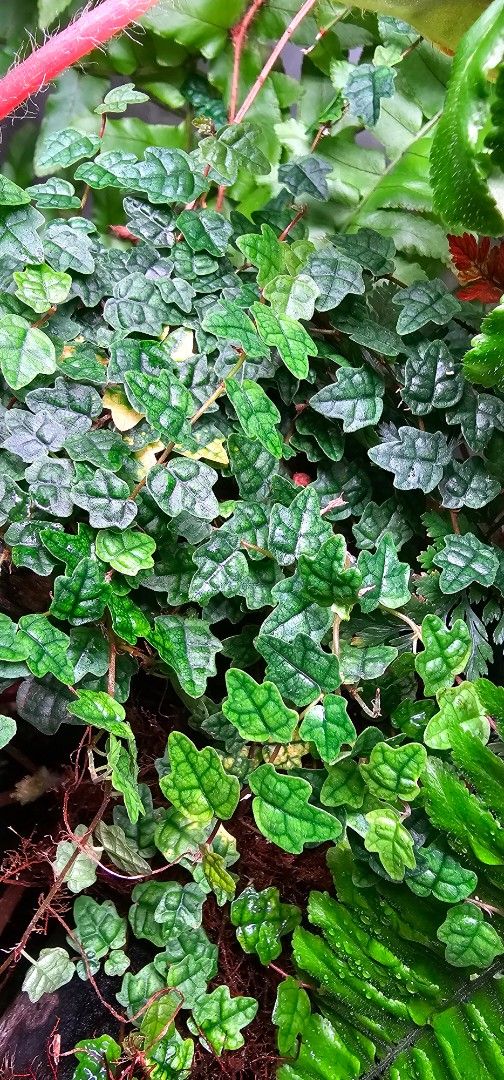 Ficus Pumila Quercifolia/ String of frogs/Hydrocotyle tripartita ...