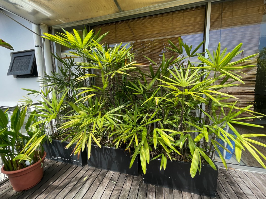 Large potted plant (palm), Furniture & Home Living, Gardening, Plants ...