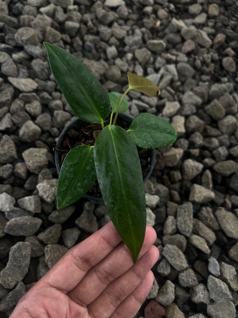 Anthurium Portillae Self, Furniture & Home Living, Gardening, Plants ...