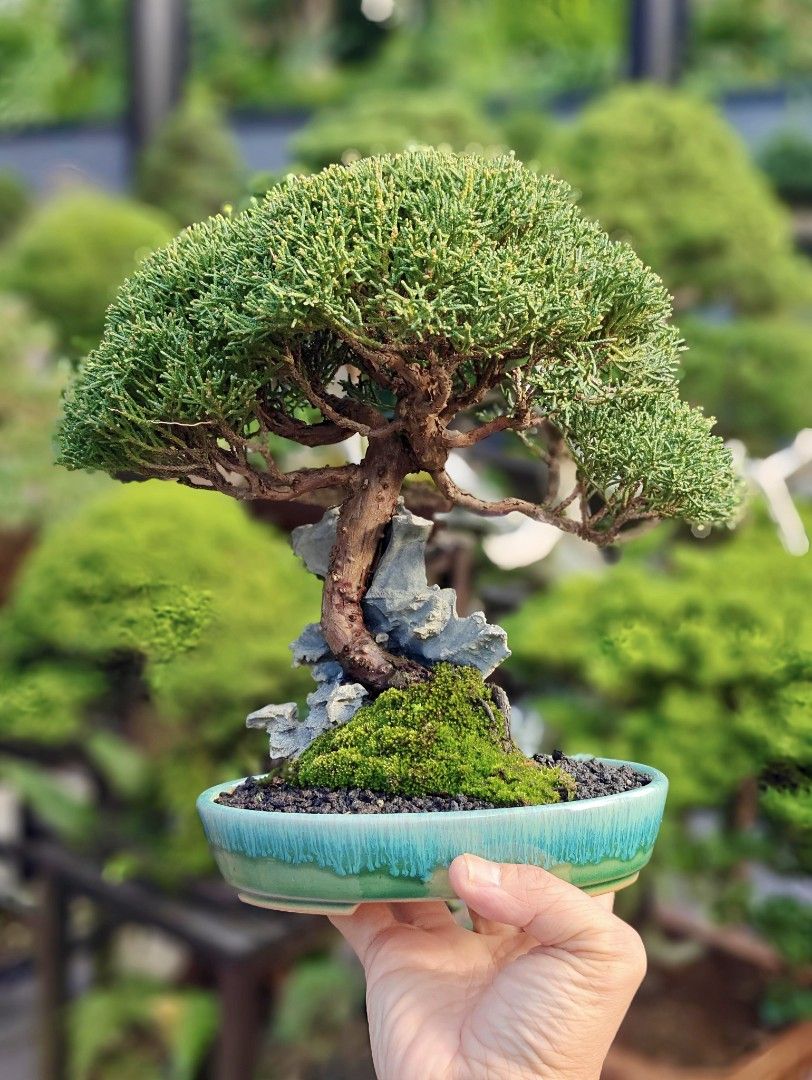 Juniperus Chinensis Bonsai, Furniture & Home Living, Gardening, Plants ...