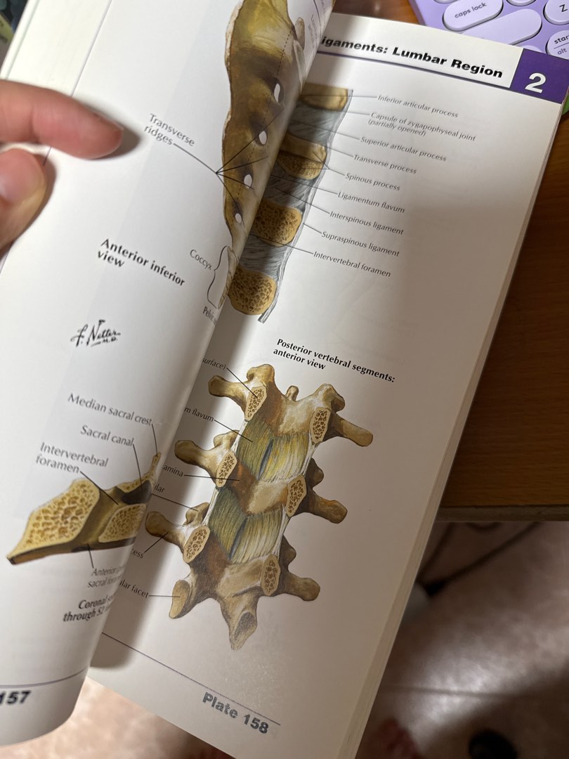 Netter Atlas of Human Anatomy 4th Edition, Hobbies & Toys, Books ...