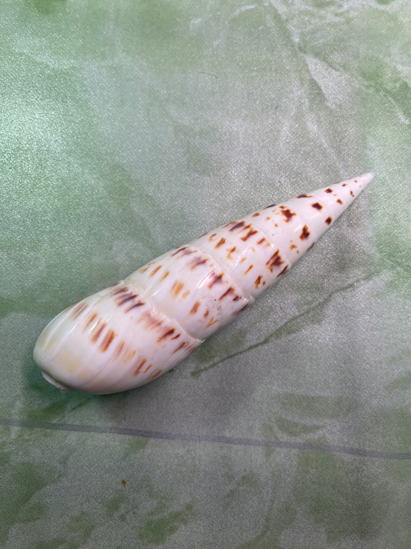 Large seashell big sea shell marlinspike auger specimen, Hobbies & Toys ...