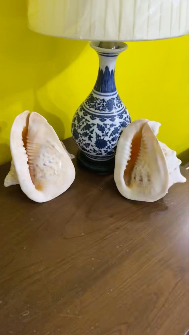Pair of Seashells from the Philippines, Hobbies & Toys, Memorabilia ...