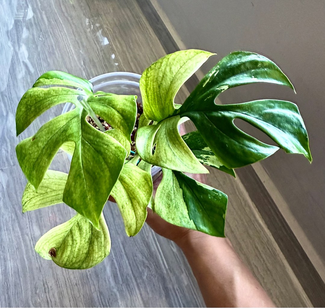 RT aka Ginny White Monster Variegated (excellent gene & condition ...