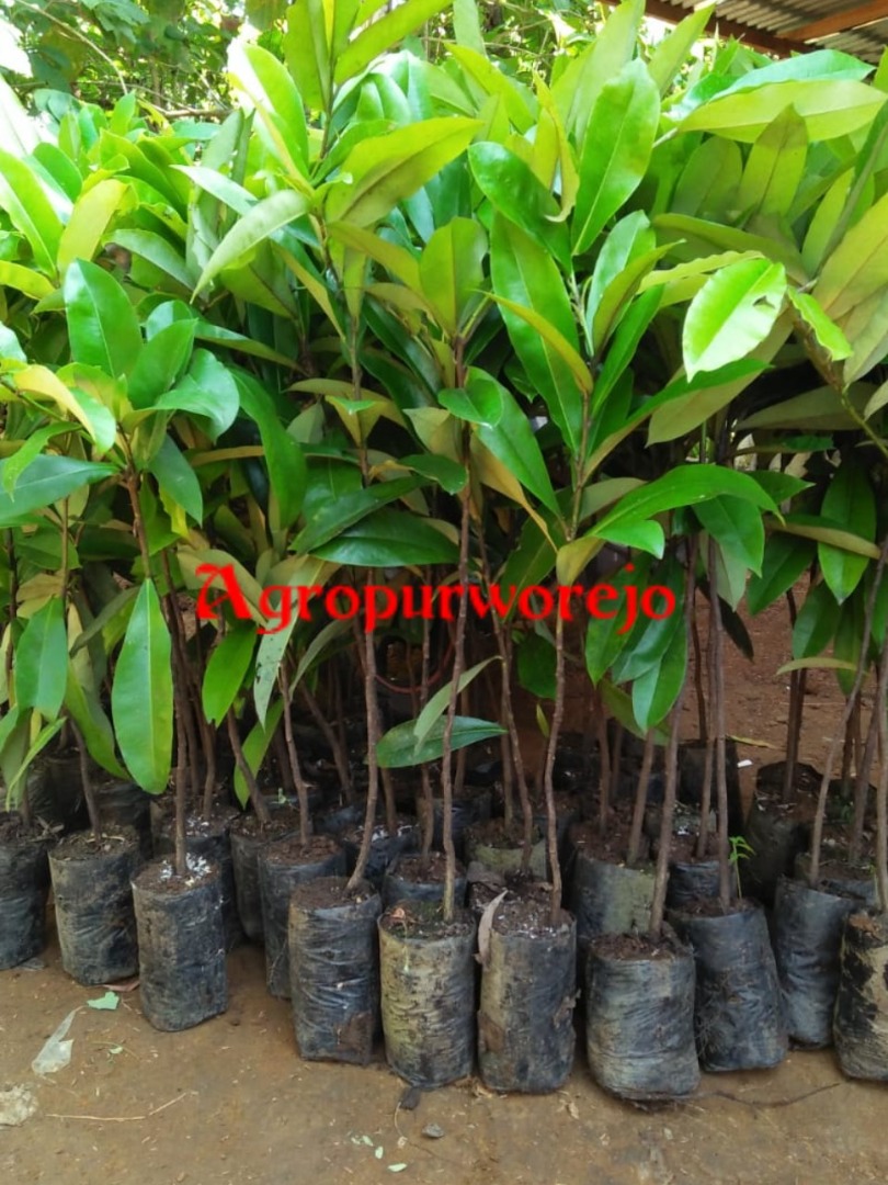 Bibit Tanaman Bisbul - Buah Mentega - Buah Khas Bogor, Perkebunan di ...