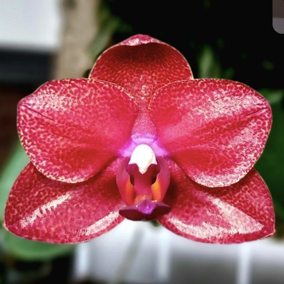 (Rare)Phalaenopsis Charlene Heineken Orchid Plant, Furniture & Home Living, Gardening, Plants ...
