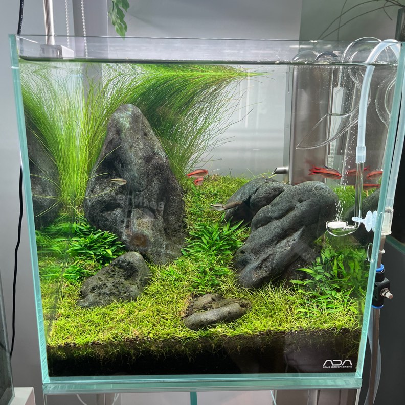 ADA Crystal Clear Aquarium Tanks, Pet Supplies, Homes & Other Pet ...