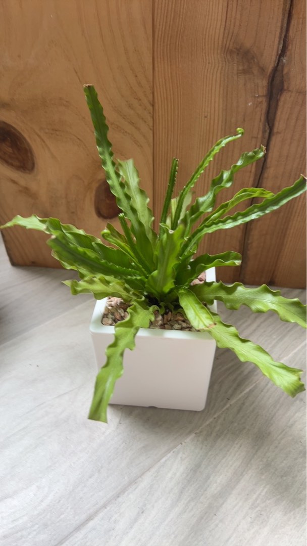 Bird's Nest Fern in White Square Pot, Furniture & Home Living, Gardening, Plants & Seeds on ...