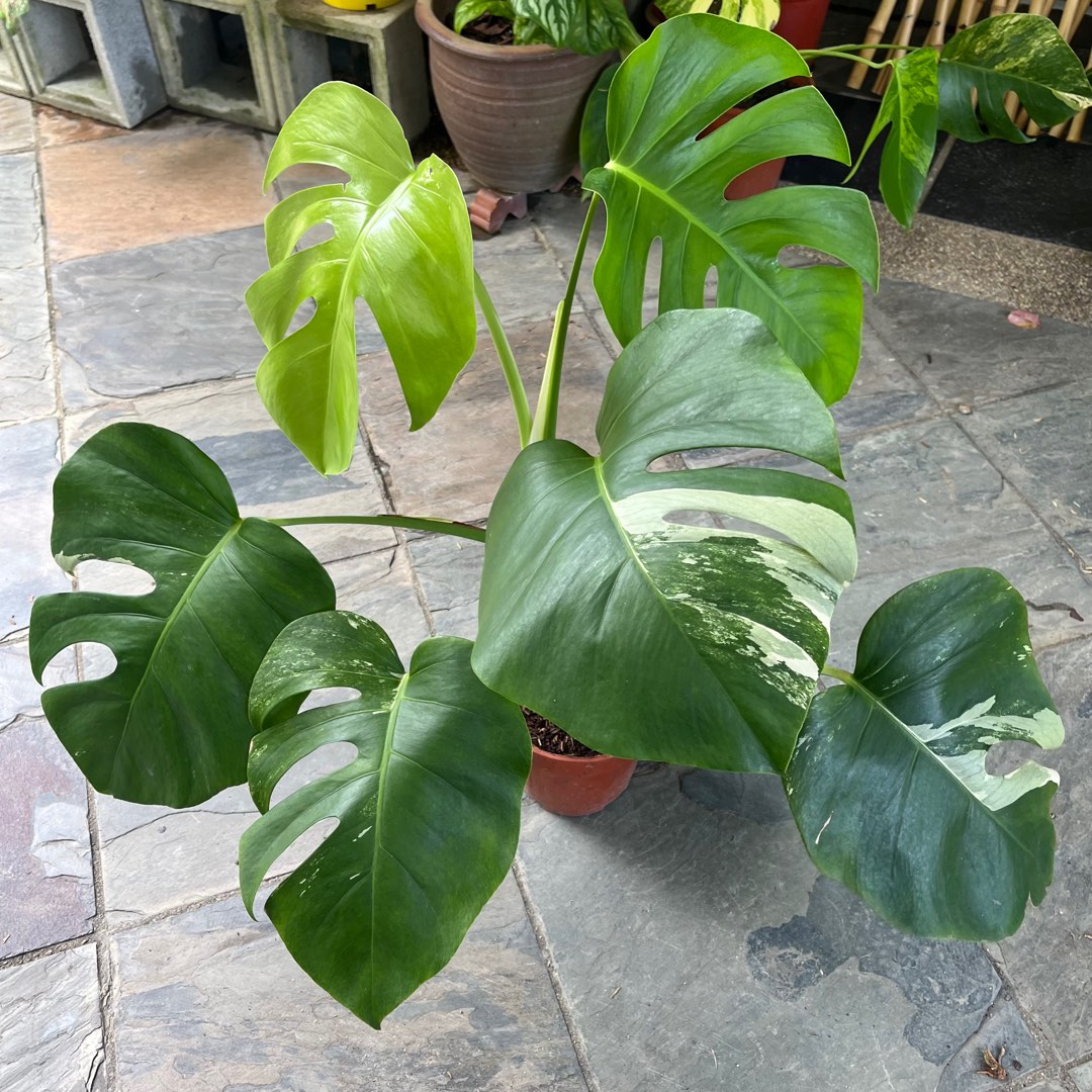 Monstera Deliciosa Albo Variegated Medium Size Plant Pokok, Furniture & Home Living, Gardening ...